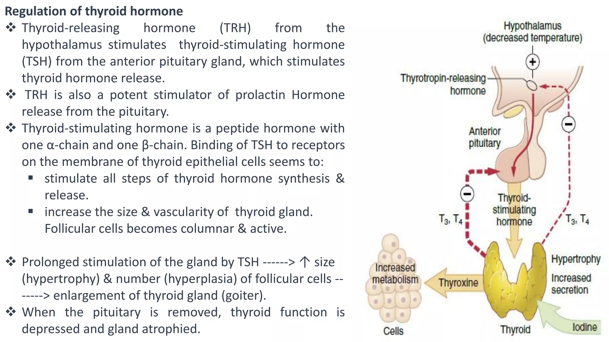 Thyroid Gland | PPT