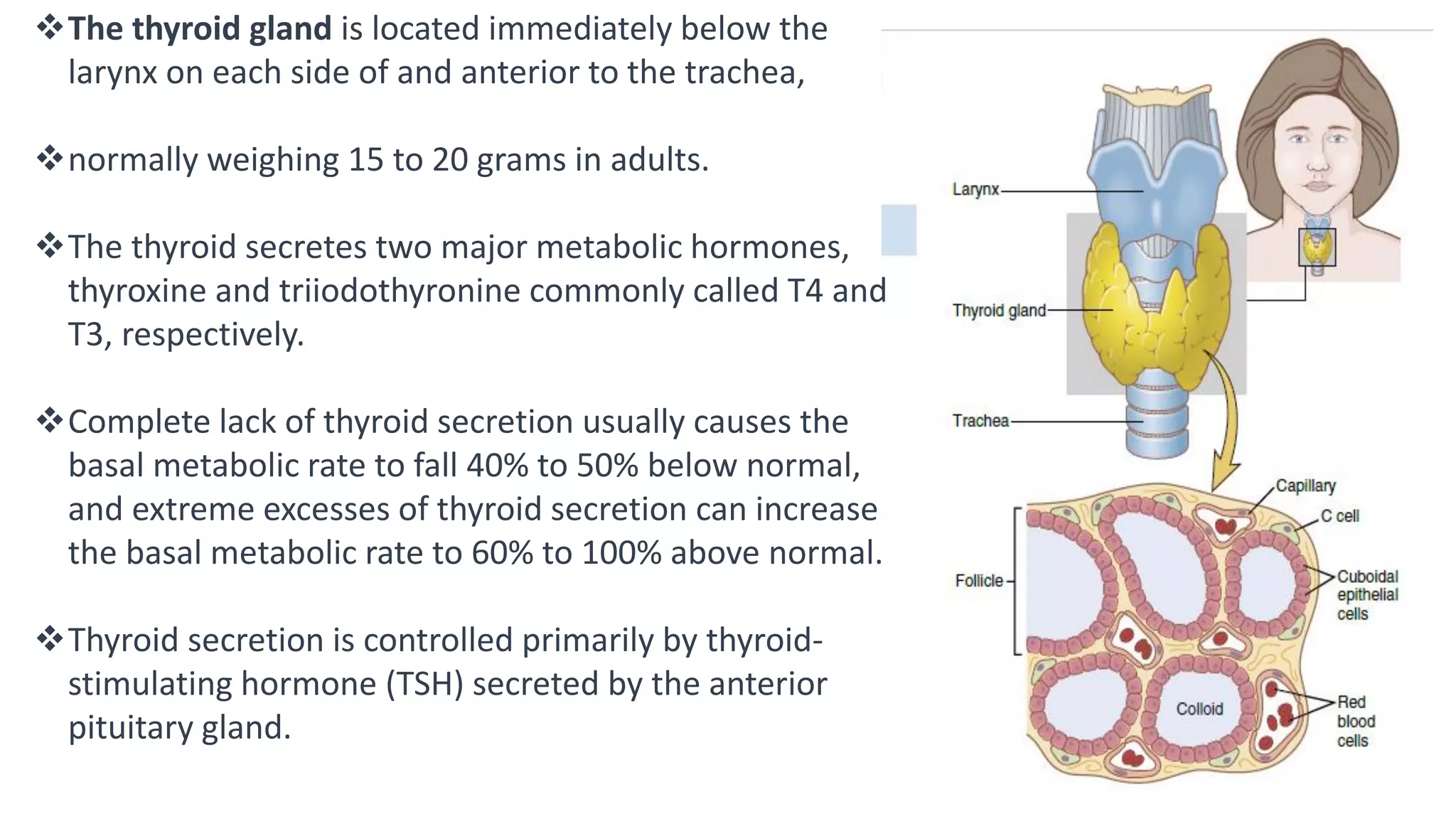 Thyroid Gland | PPT