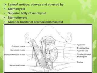 Thyroid gland anatomy | PPTX