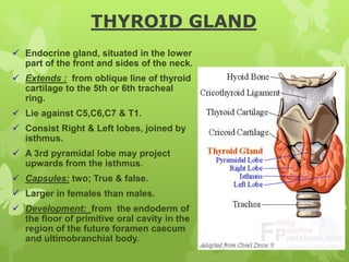 Thyroid Gland Anatomy