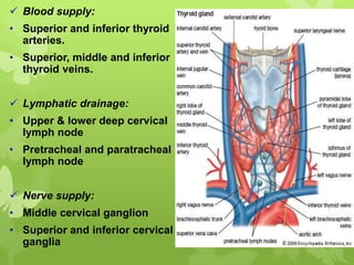 Thyroid Gland Anatomy