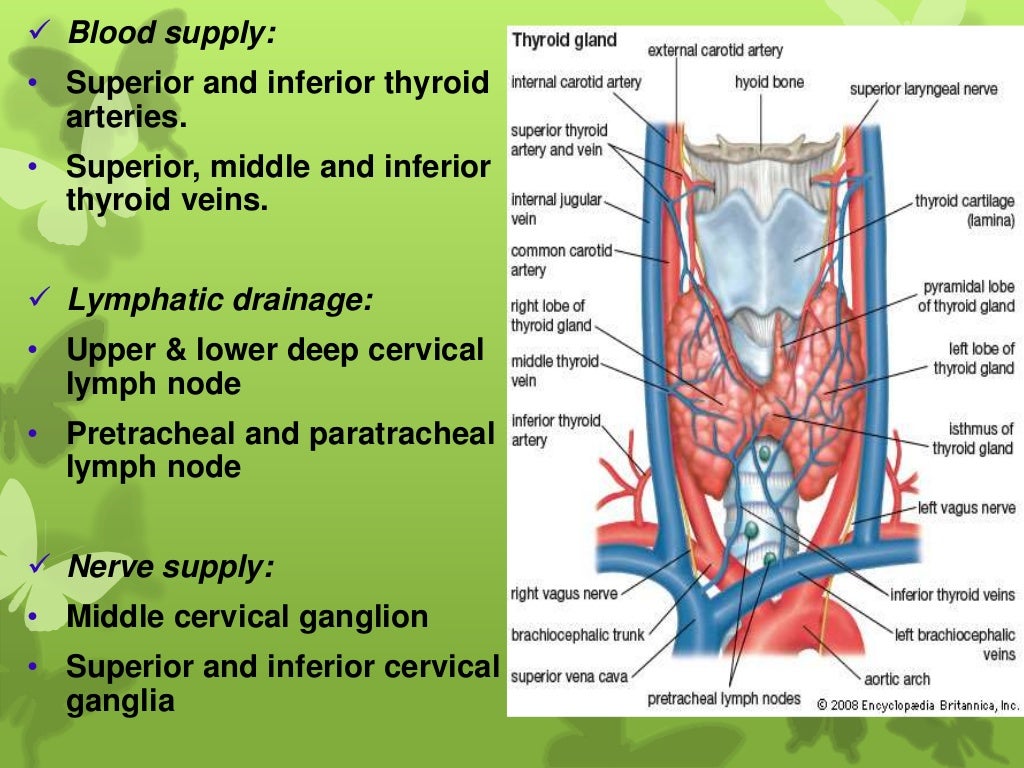 Thyroid gland anatomy