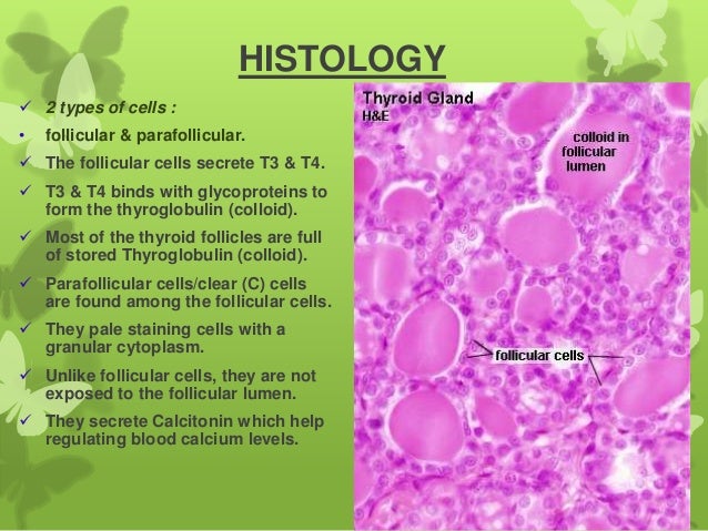 Thyroid Gland Histology Diagram Histology Image: Endocrine System