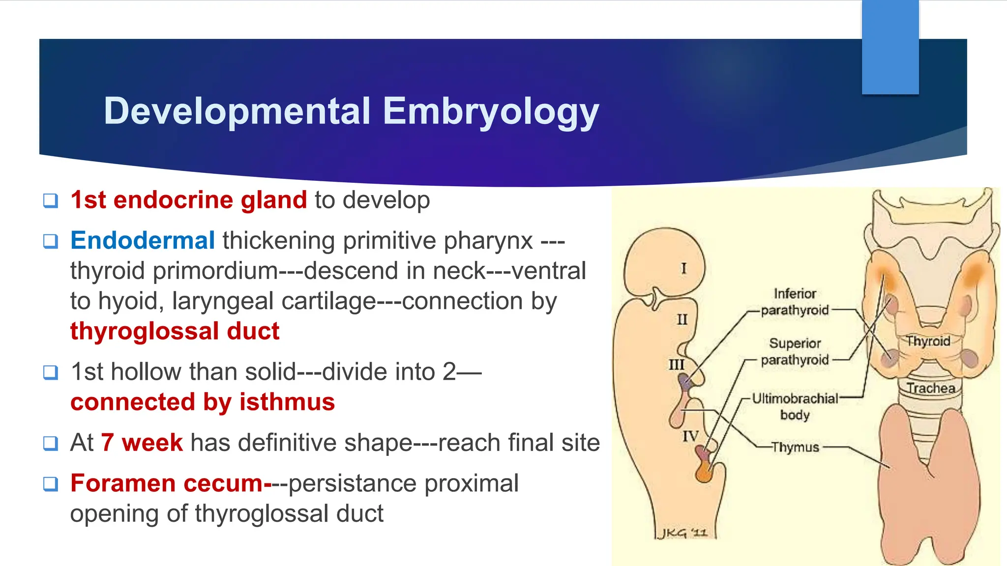Thyroid Gland- Gross Anatomy by Dr. Rabia Inam Gandapore.pptx