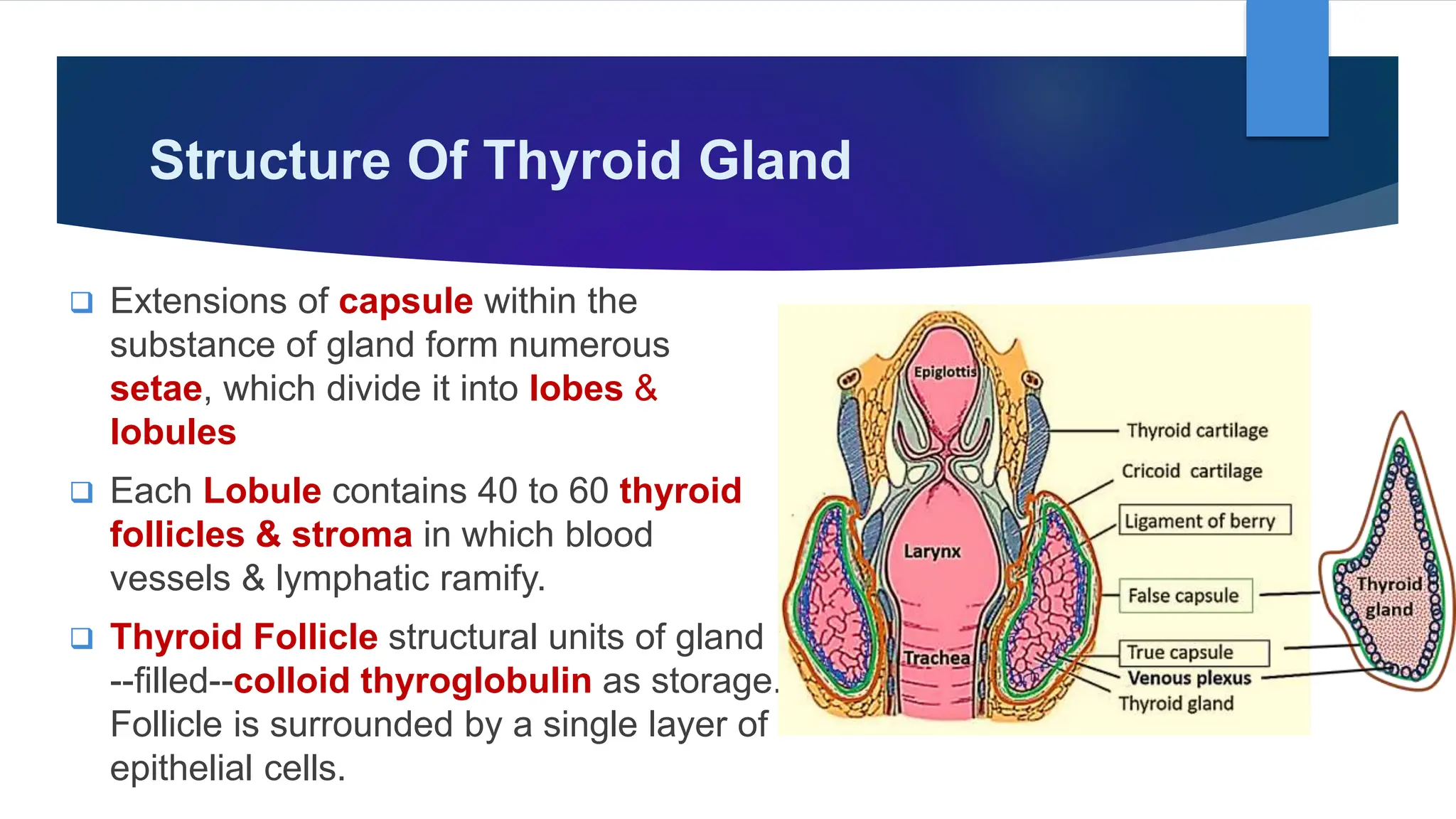 Thyroid Gland- Gross Anatomy by Dr. Rabia Inam Gandapore.pptx