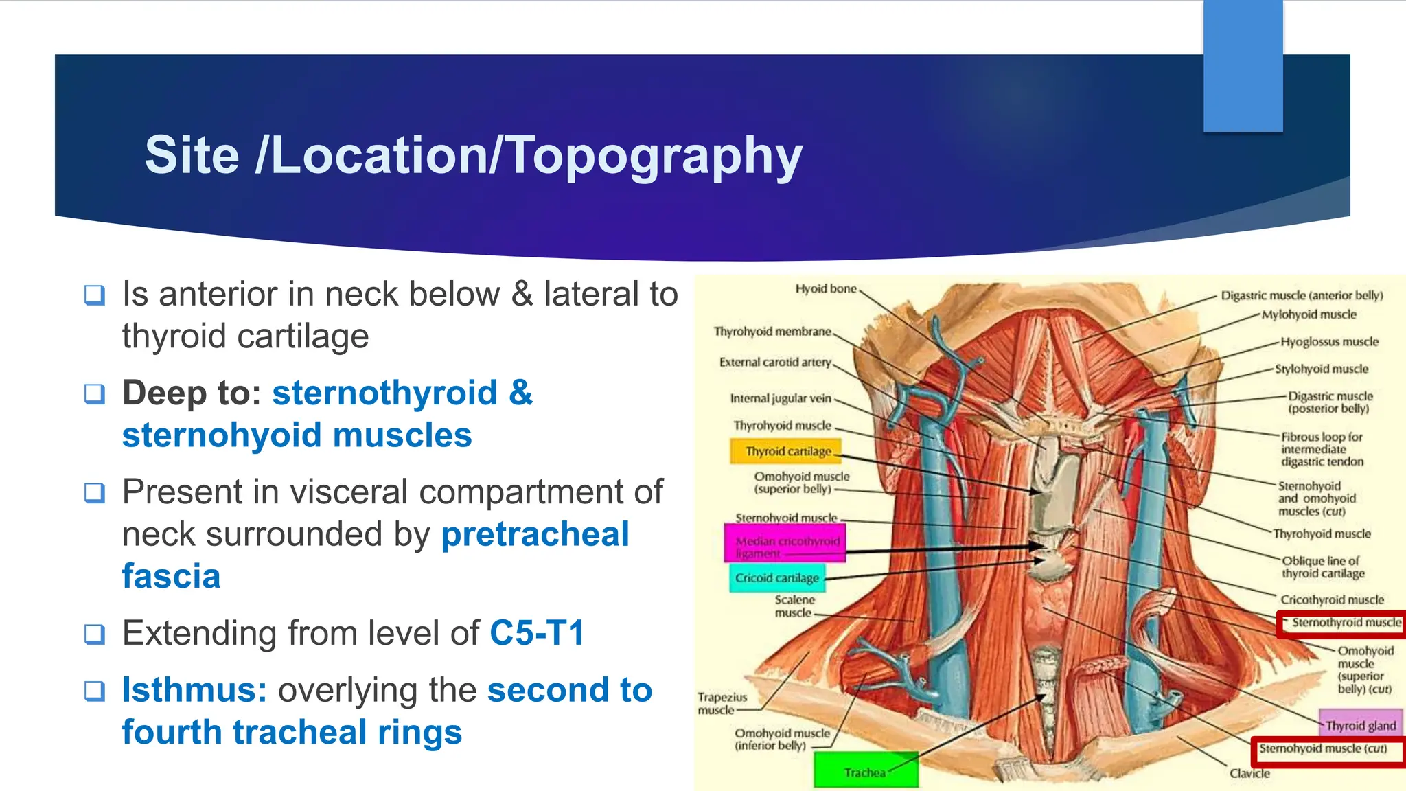 Thyroid Gland- Gross Anatomy by Dr. Rabia Inam Gandapore.pptx