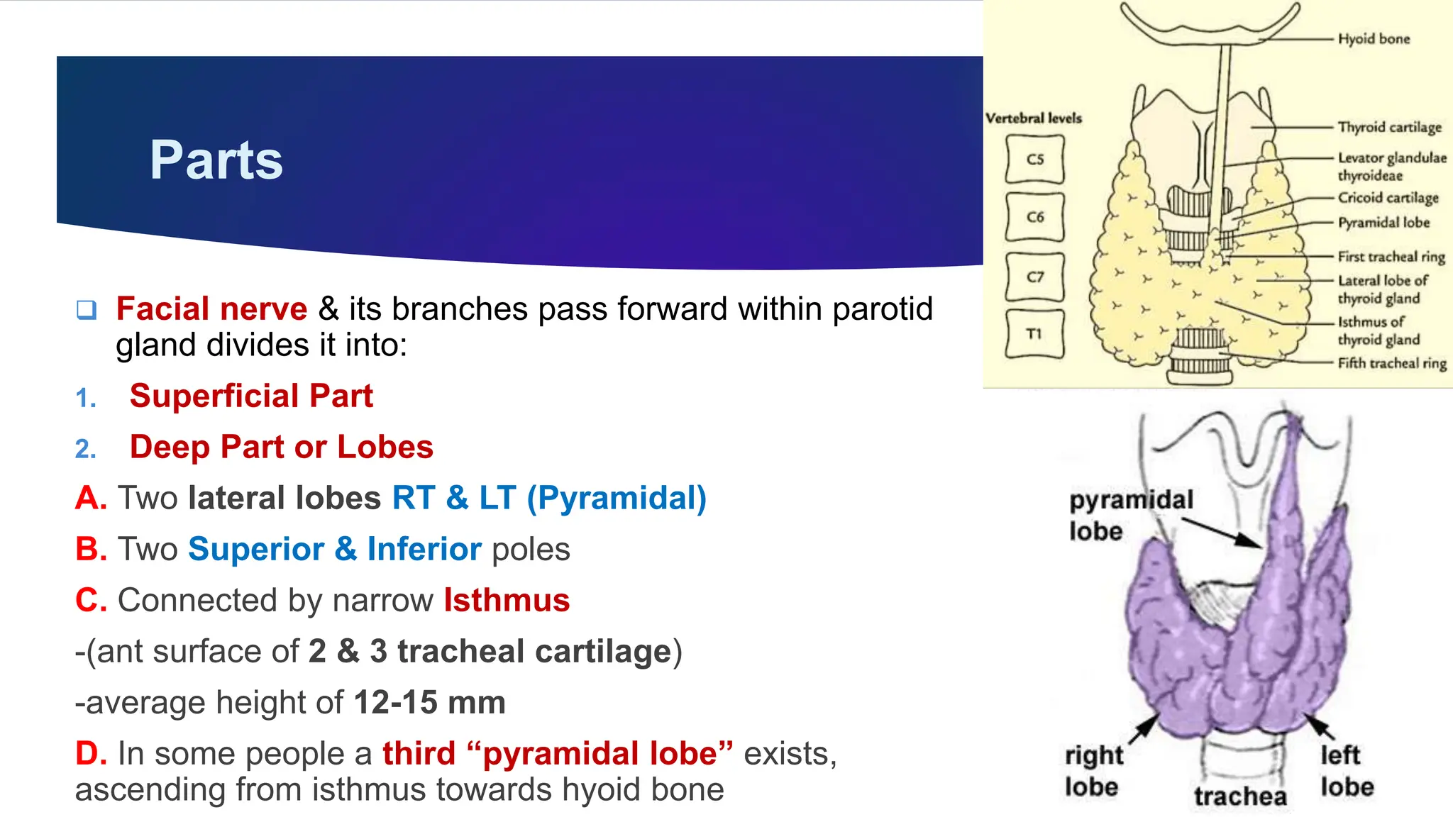 Thyroid Gland- Gross Anatomy by Dr. Rabia Inam Gandapore.pptx