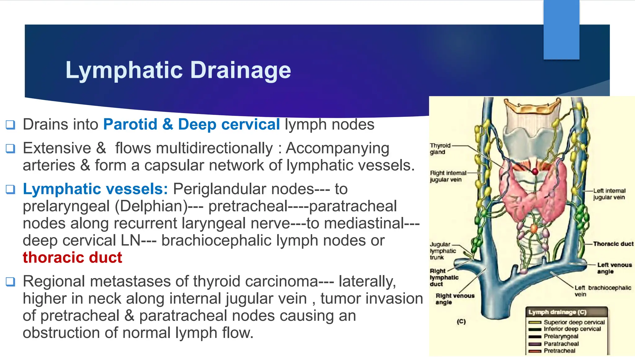 Thyroid Gland- Gross Anatomy by Dr. Rabia Inam Gandapore.pptx