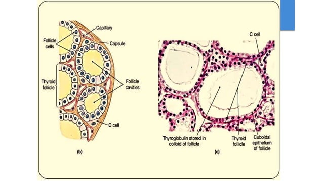 Thyroid Gland- Gross Anatomy by Dr. Rabia Inam Gandapore.pptx
