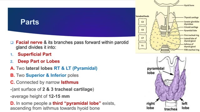 Thyroid Gland- Gross Anatomy by Dr. Rabia Inam Gandapore.pptx