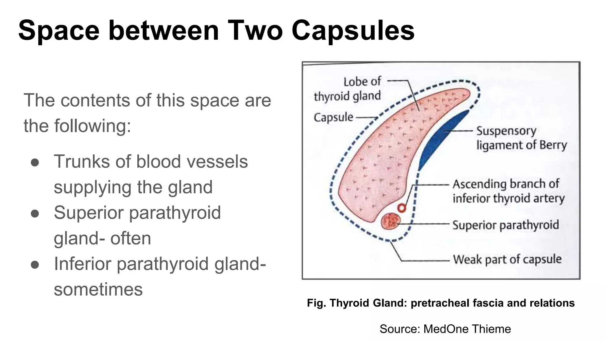 Thyroid Gland- Parts, Relations and Coverings Jatin yadav.pptx ...