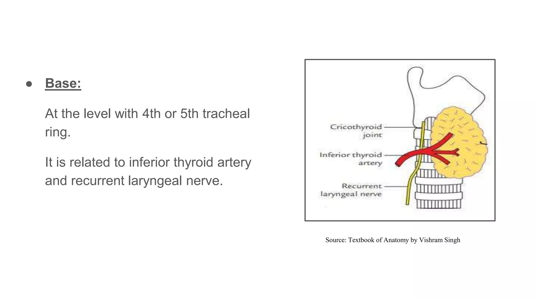 Thyroid Gland- Parts, Relations and Coverings Jatin yadav.pptx ...