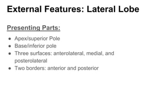 Thyroid Gland- Parts, Relations and Coverings Jatin yadav.pptx