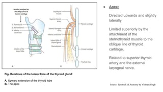 Thyroid Gland- Parts, Relations and Coverings Jatin yadav.pptx