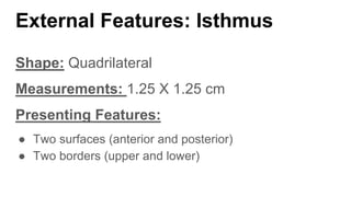 Thyroid Gland- Parts, Relations and Coverings Jatin yadav.pptx