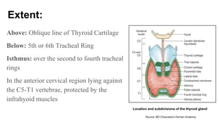 Thyroid Gland- Parts, Relations and Coverings Jatin yadav.pptx