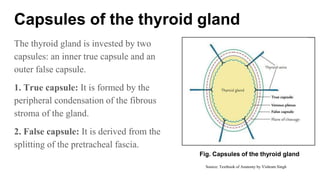 Thyroid Gland- Parts, Relations and Coverings Jatin yadav.pptx