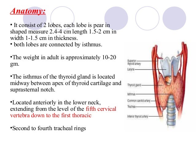 Thyroid gland1