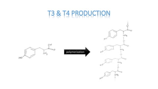 Thyroid Gland (Human): Anatomy, Function & Hormone Production | PPTX