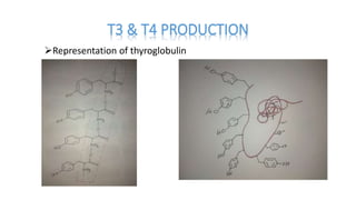 Thyroid Gland (Human): Anatomy, Function & Hormone Production | PPTX