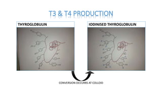 Thyroid Gland (Human): Anatomy, Function & Hormone Production | PPTX