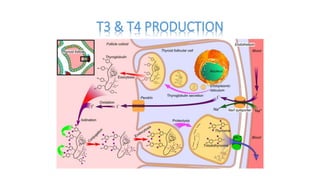 Thyroid Gland (Human): Anatomy, Function & Hormone Production | PPTX