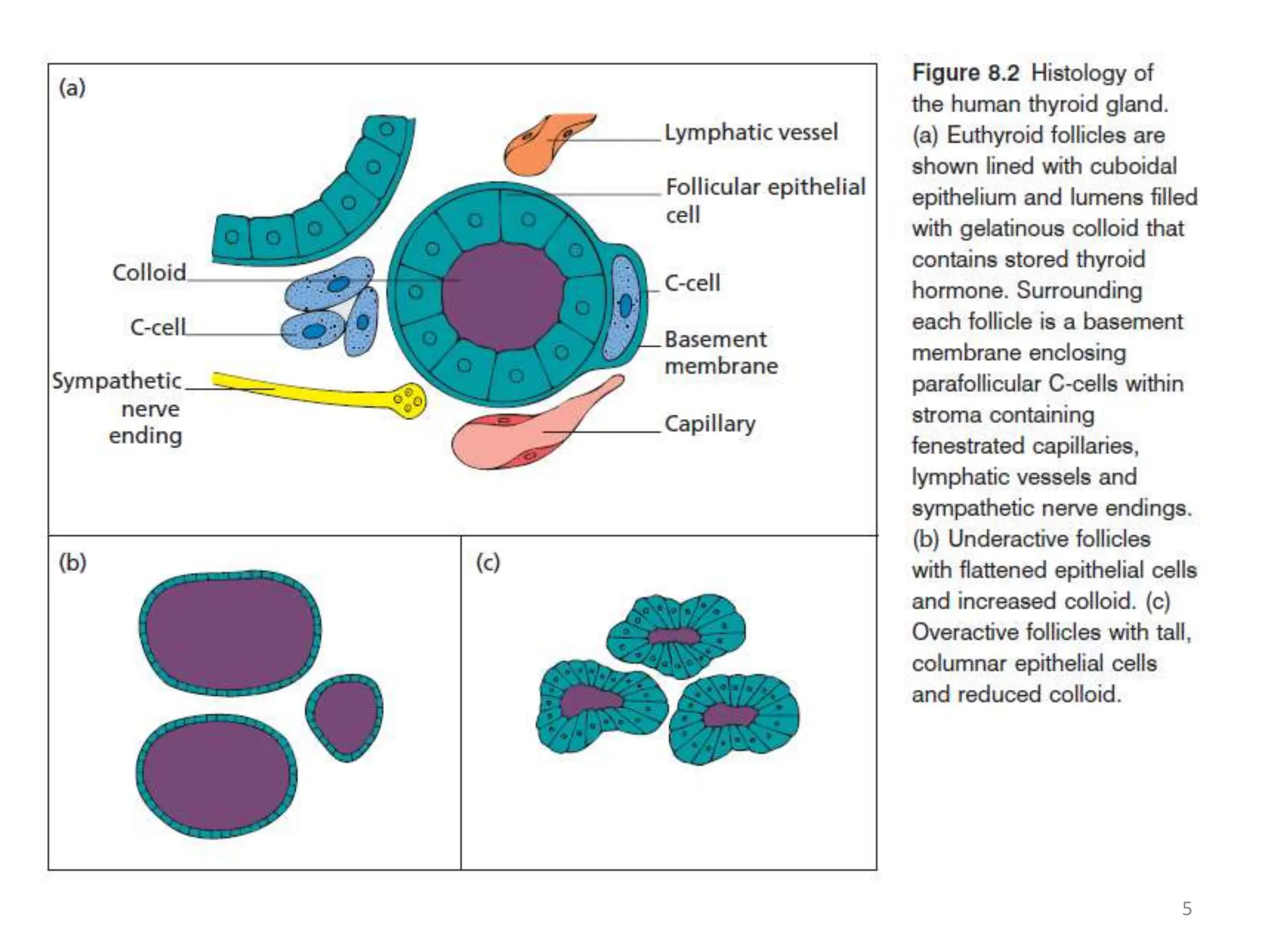 Thyroid Gland_Embryology, Anatomy, 17_8_2020.pptx
