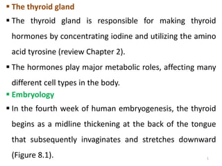 Thyroid Gland_Embryology, Anatomy, 17_8_2020.pptx