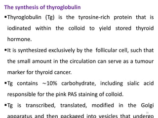 Thyroid Gland_Embryology, Anatomy, 17_8_2020.pptx