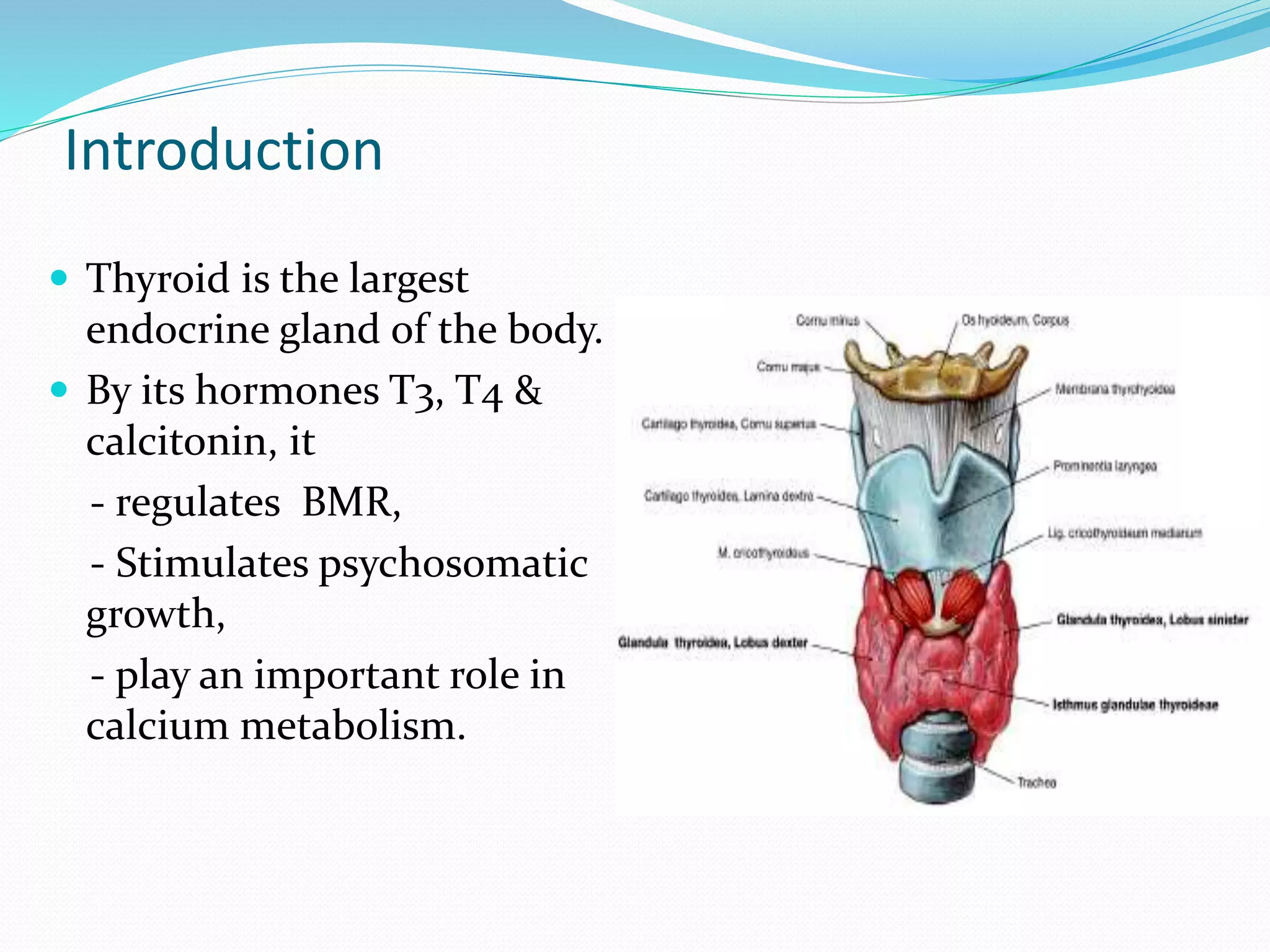 Thyroid gland – an anatomical overview.pptx
