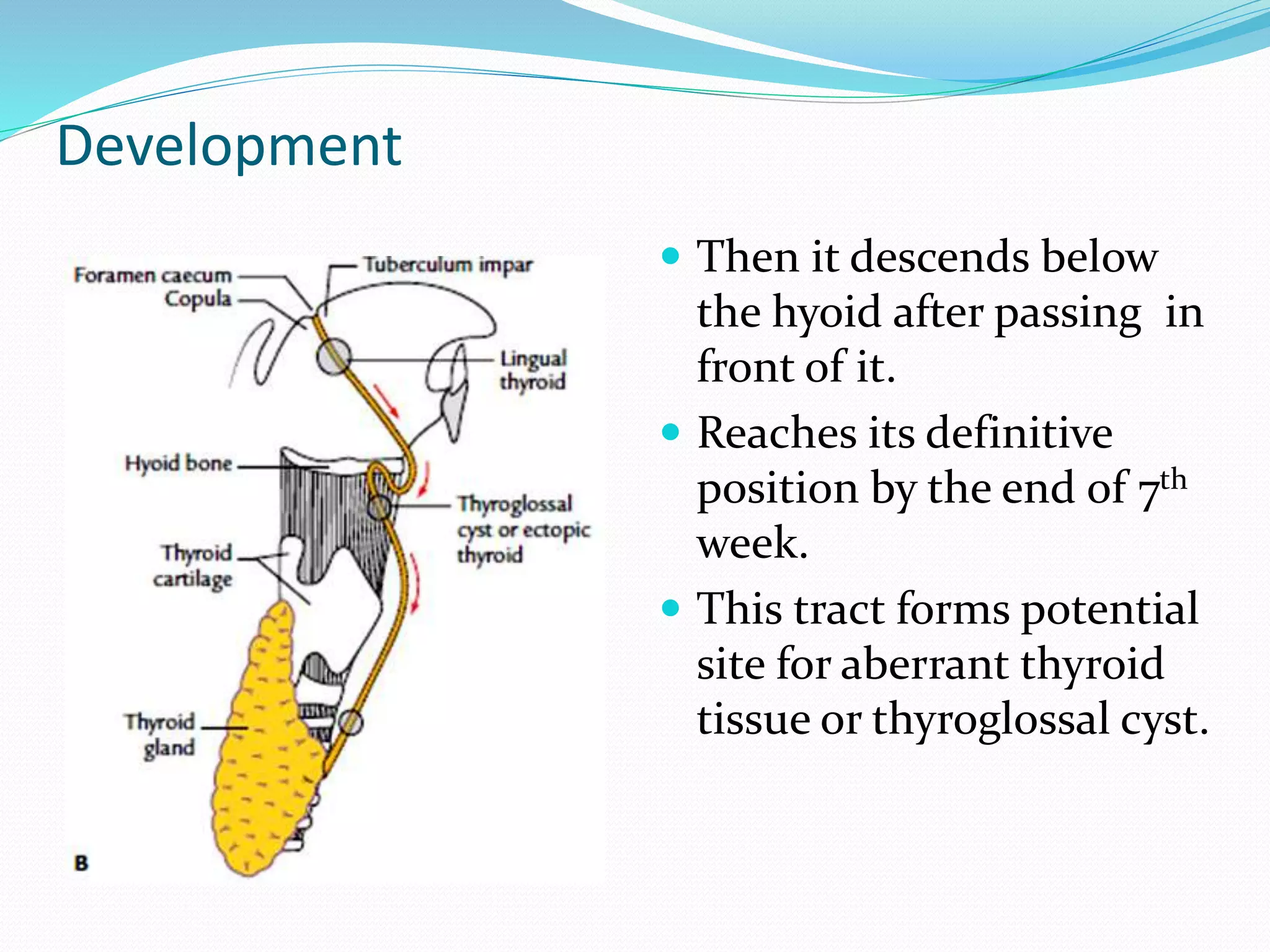 Thyroid gland – an anatomical overview.pptx