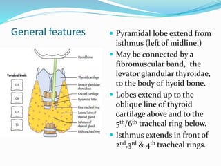 Thyroid gland – an anatomical overview.pptx