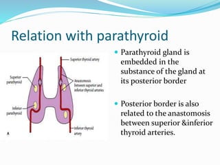 Thyroid gland – an anatomical overview.pptx