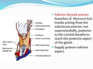 Thyroid gland – an anatomical overview.pptx
