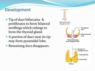 Thyroid gland – an anatomical overview.pptx