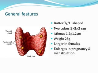 Thyroid gland – an anatomical overview.pptx