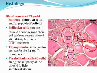 Thyroid gland – an anatomical overview.pptx