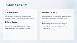 Thyroid Gland Anatomy - Modern Design (1).pptx