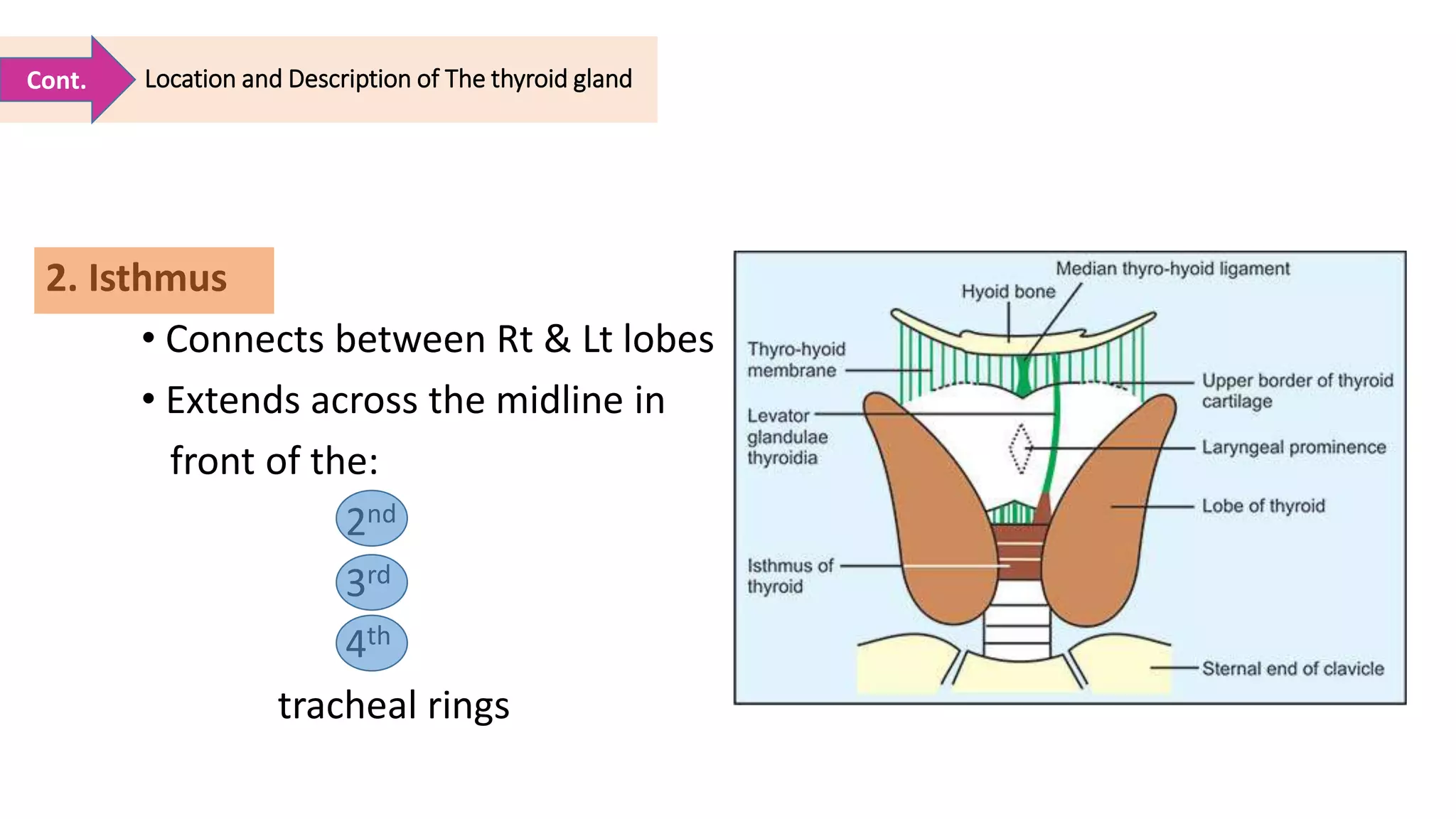 Thyroid gland anatomy part1 | PPTX