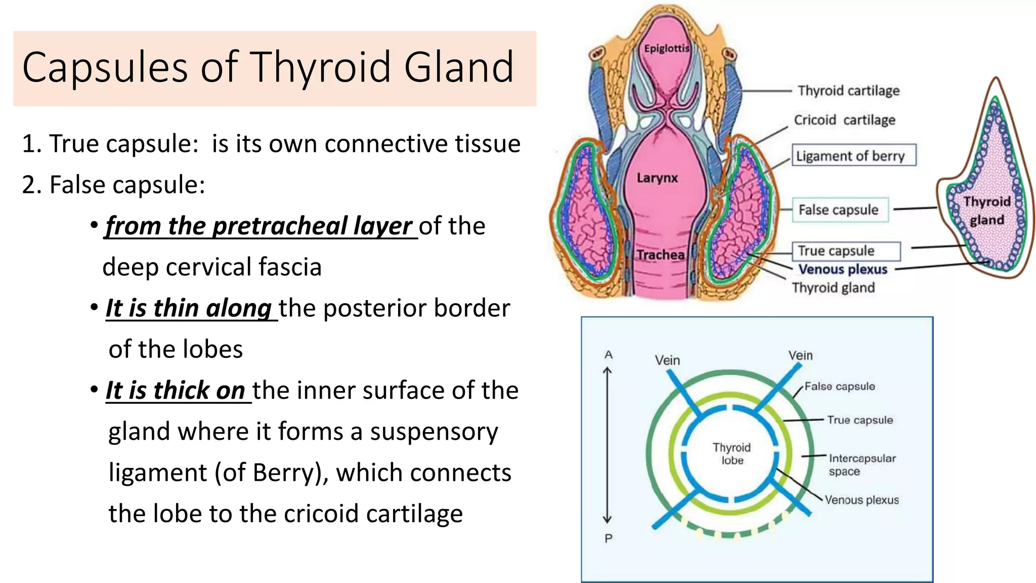 Thyroid gland anatomy part1 | PPTX