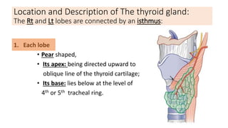 Thyroid gland anatomy part1 | PPT