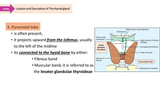 Thyroid gland anatomy part1 | PPT