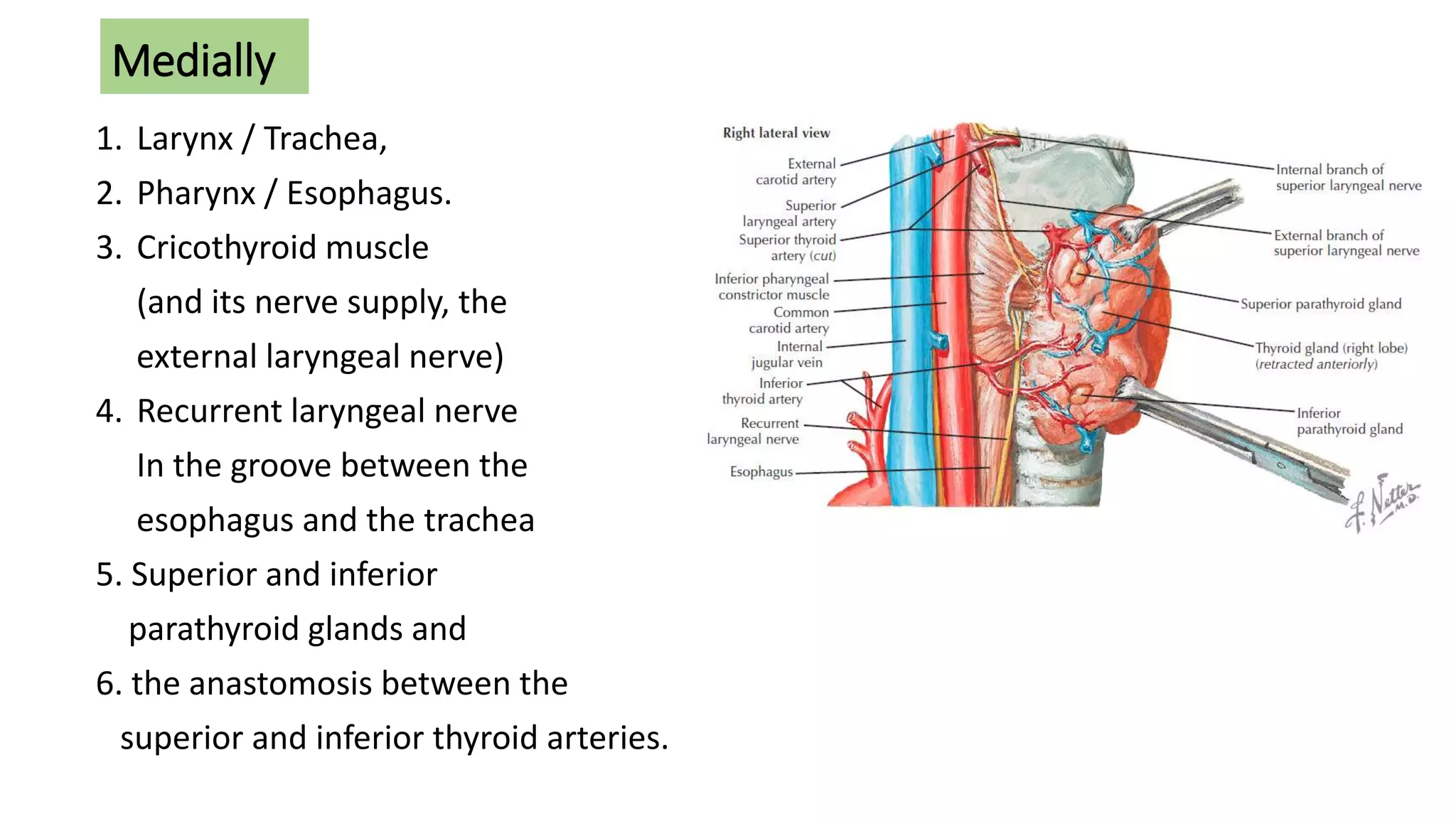Thyroid gland anatomy part 2 | PPTX