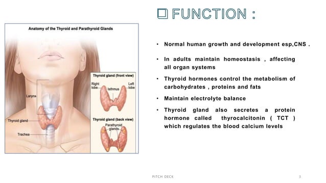 Thyroid gland and Thyroid Hormones & Inhibitors | PPT