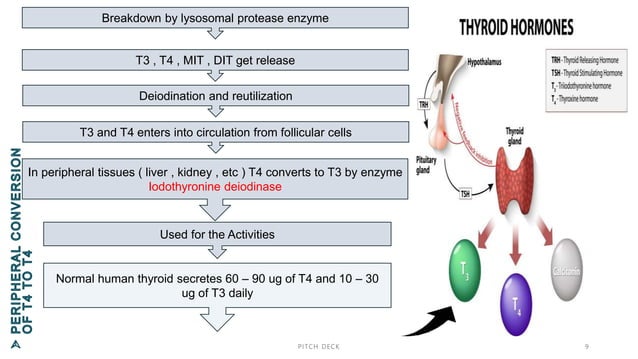 Thyroid gland and Thyroid Hormones & Inhibitors | PPT | Free Download
