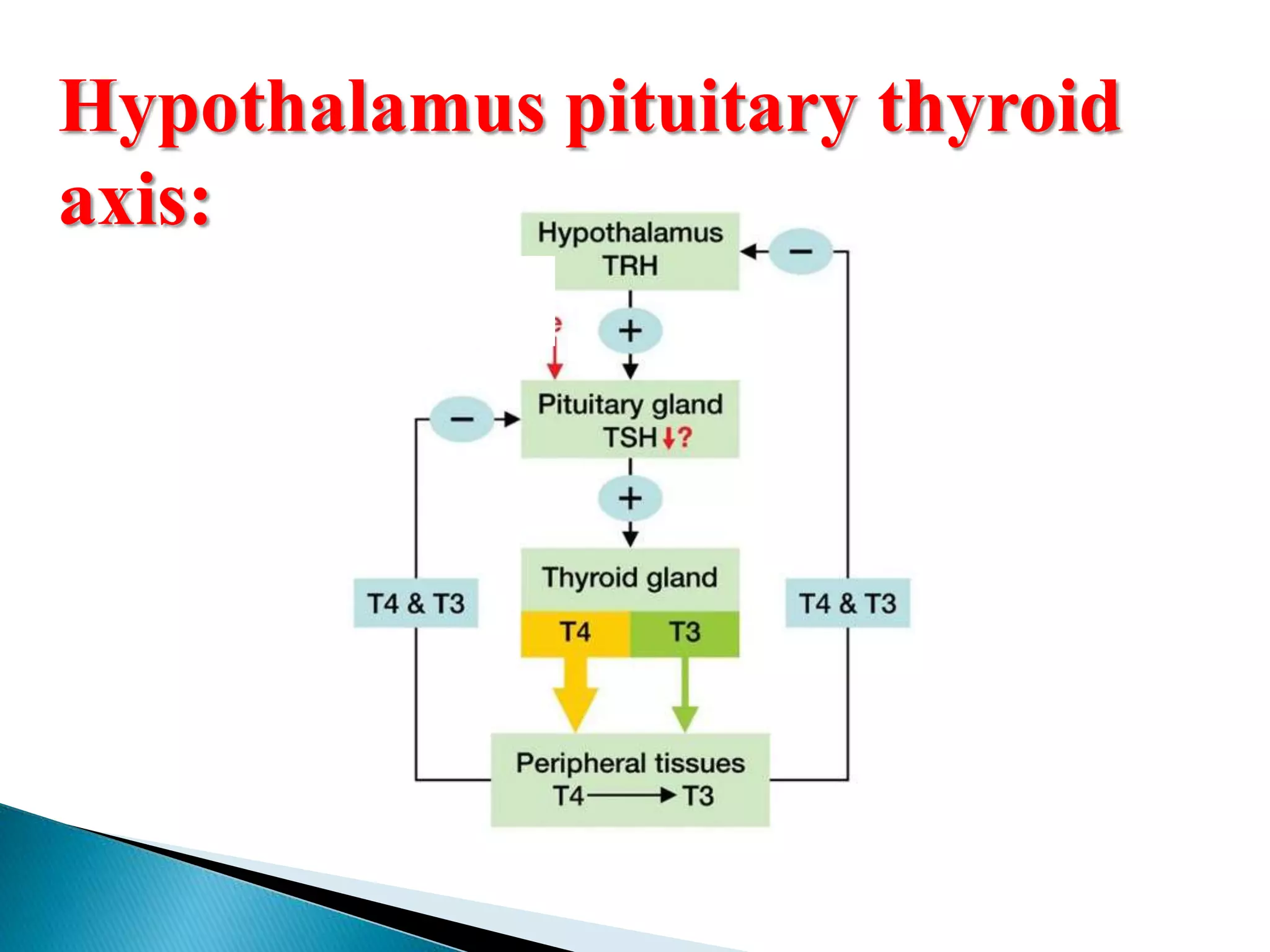 Thyroid gland disorders hyper and hypo0110017 (2) | PPTX