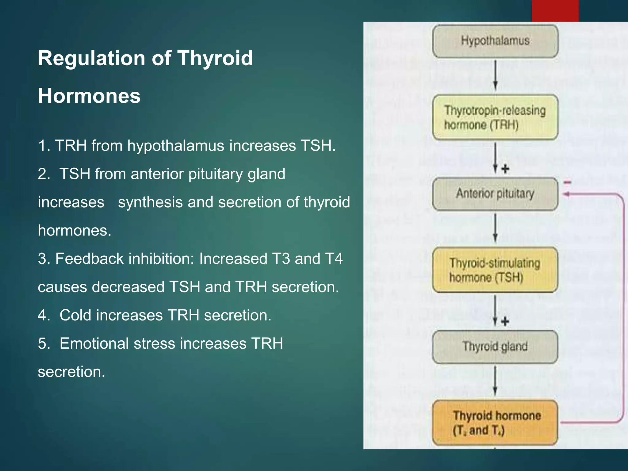 Thyroid gland | PPT