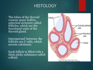 Thyroid gland | PPTX
