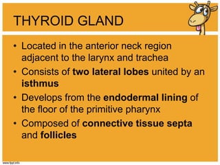 Thyroid gland (edited v.) | PPTX