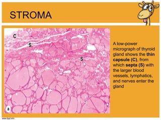Thyroid gland (edited v.) | PPTX